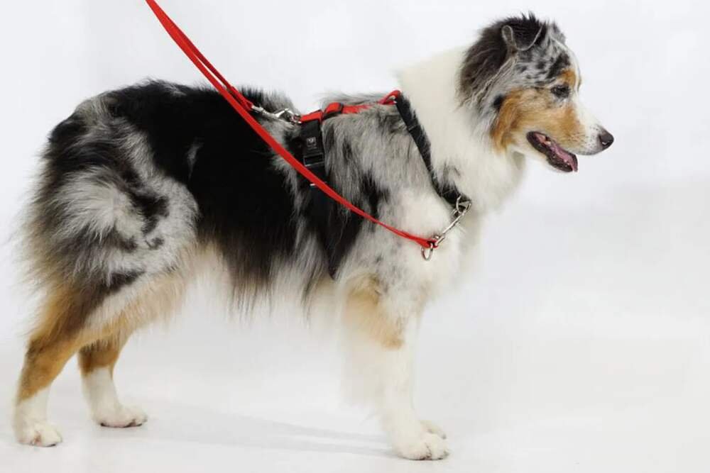 Stroll in Comfort: The Best Comfortable Dog Leashes for Daily Walks
